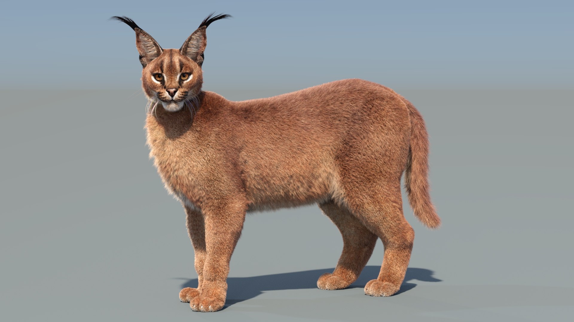 3D Animated Caracal Fur Model - TurboSquid 2329998