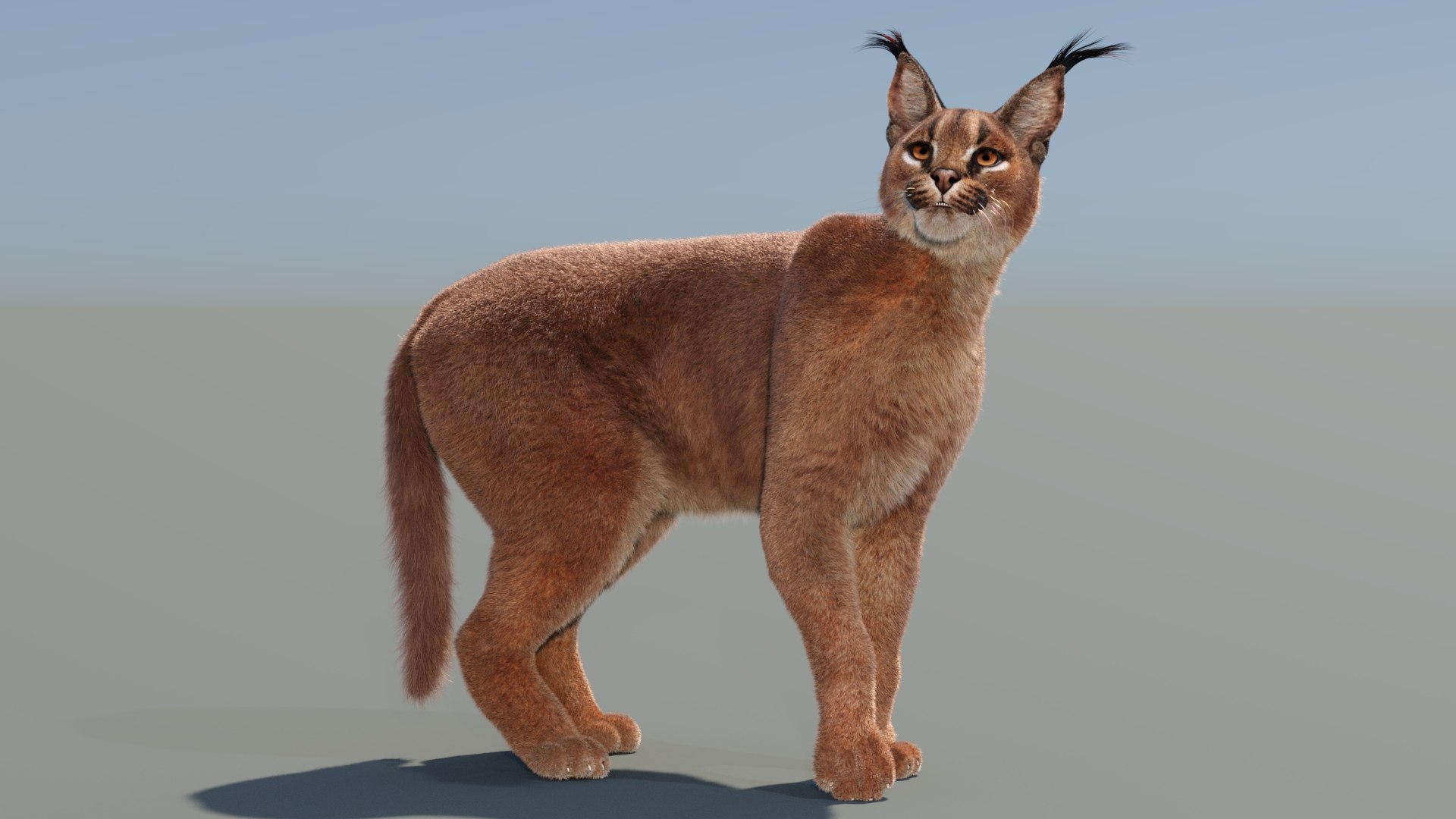 3D Animated Caracal Fur Model - TurboSquid 2329998