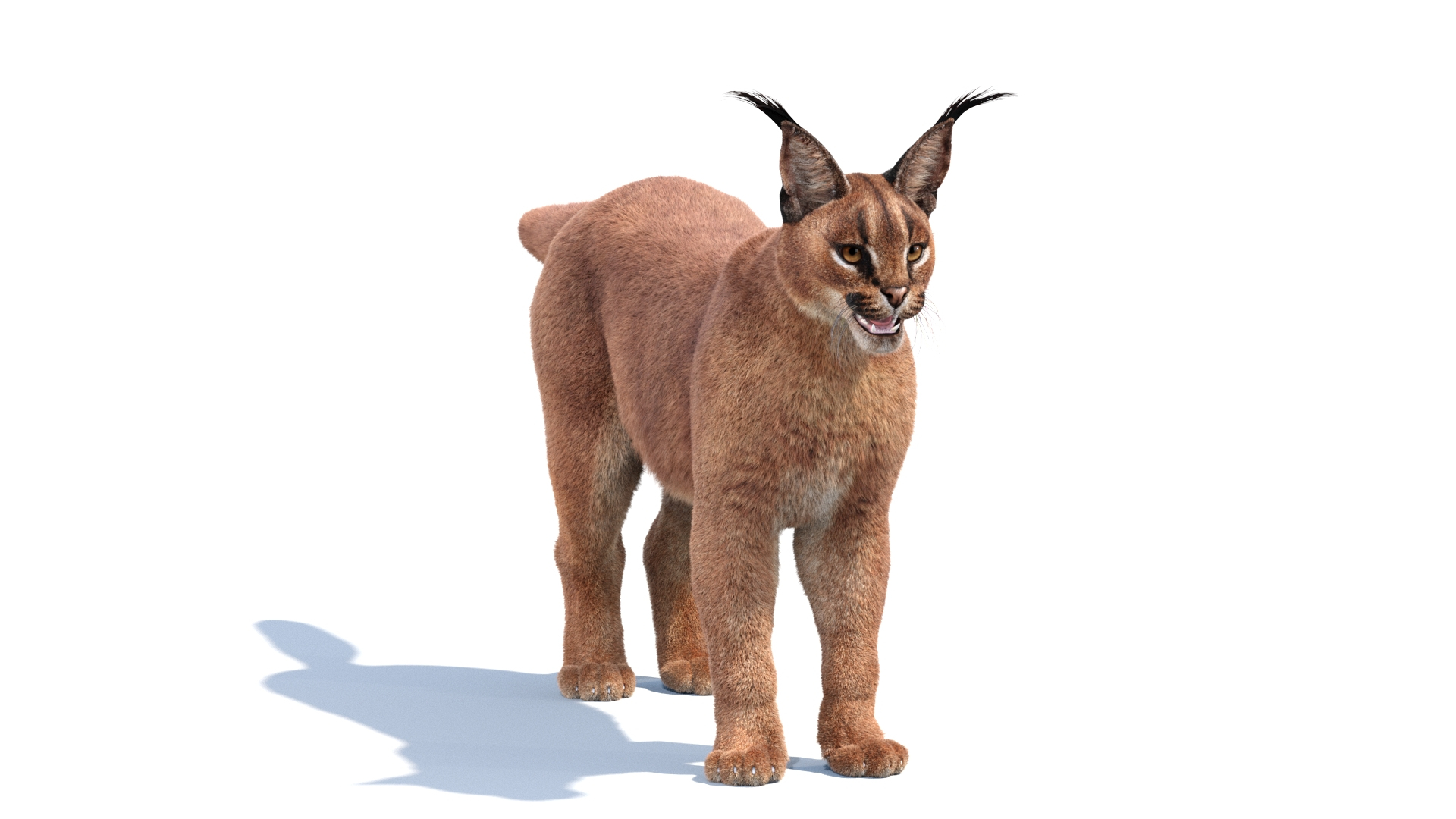 3D Animated Caracal Fur Model - TurboSquid 2329998