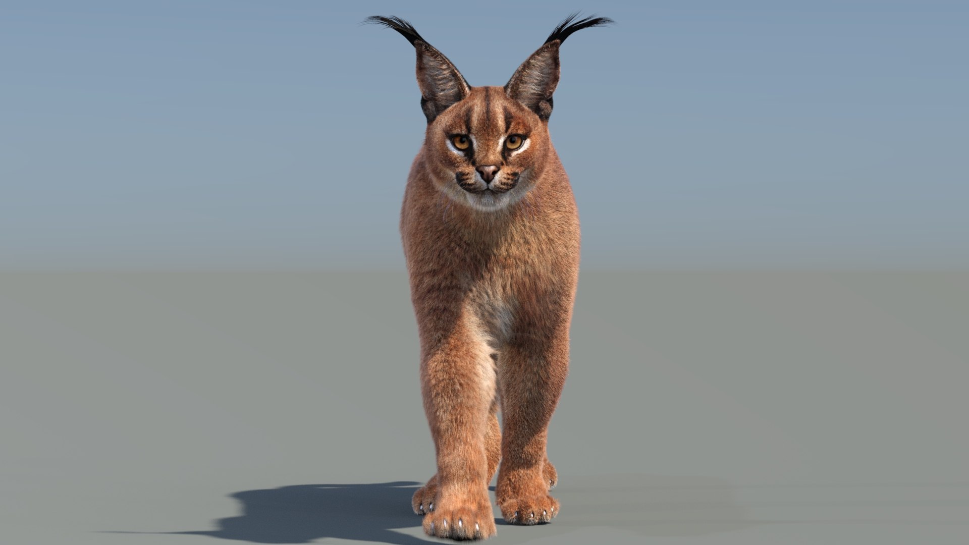 3D Animated Caracal Fur Model - TurboSquid 2329998