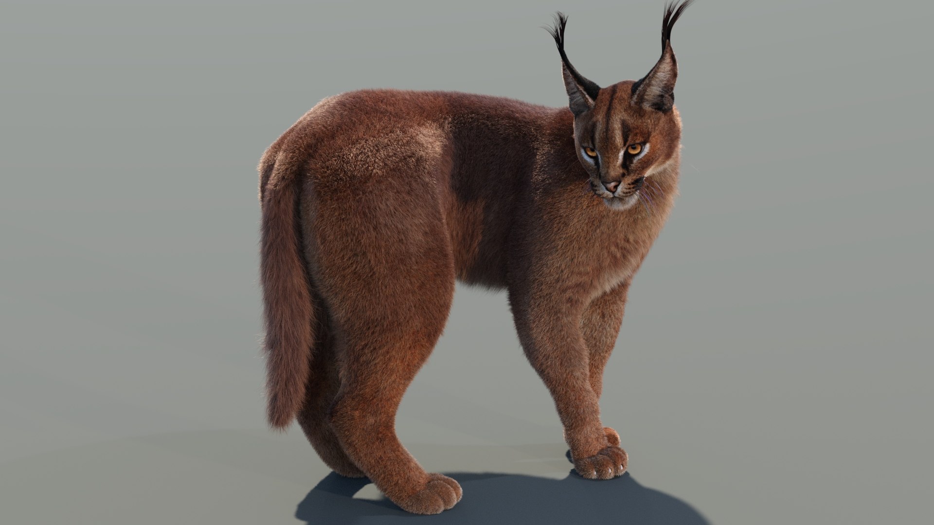 3D Animated Caracal Fur Model - TurboSquid 2329998