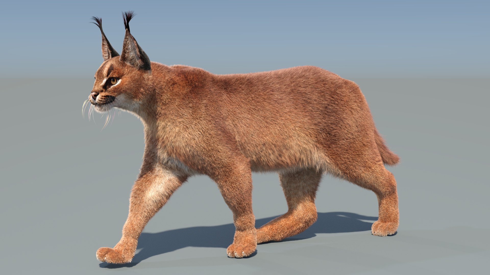 3D Animated Caracal Fur Model - TurboSquid 2329998