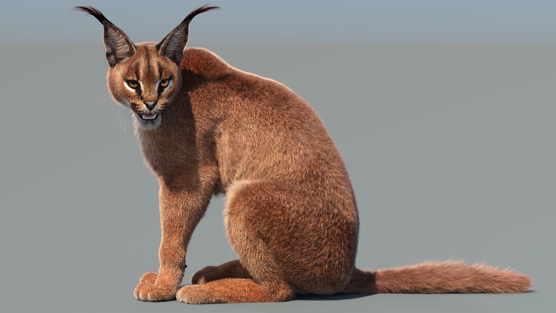 3D Animated Caracal Fur Model - TurboSquid 2329998