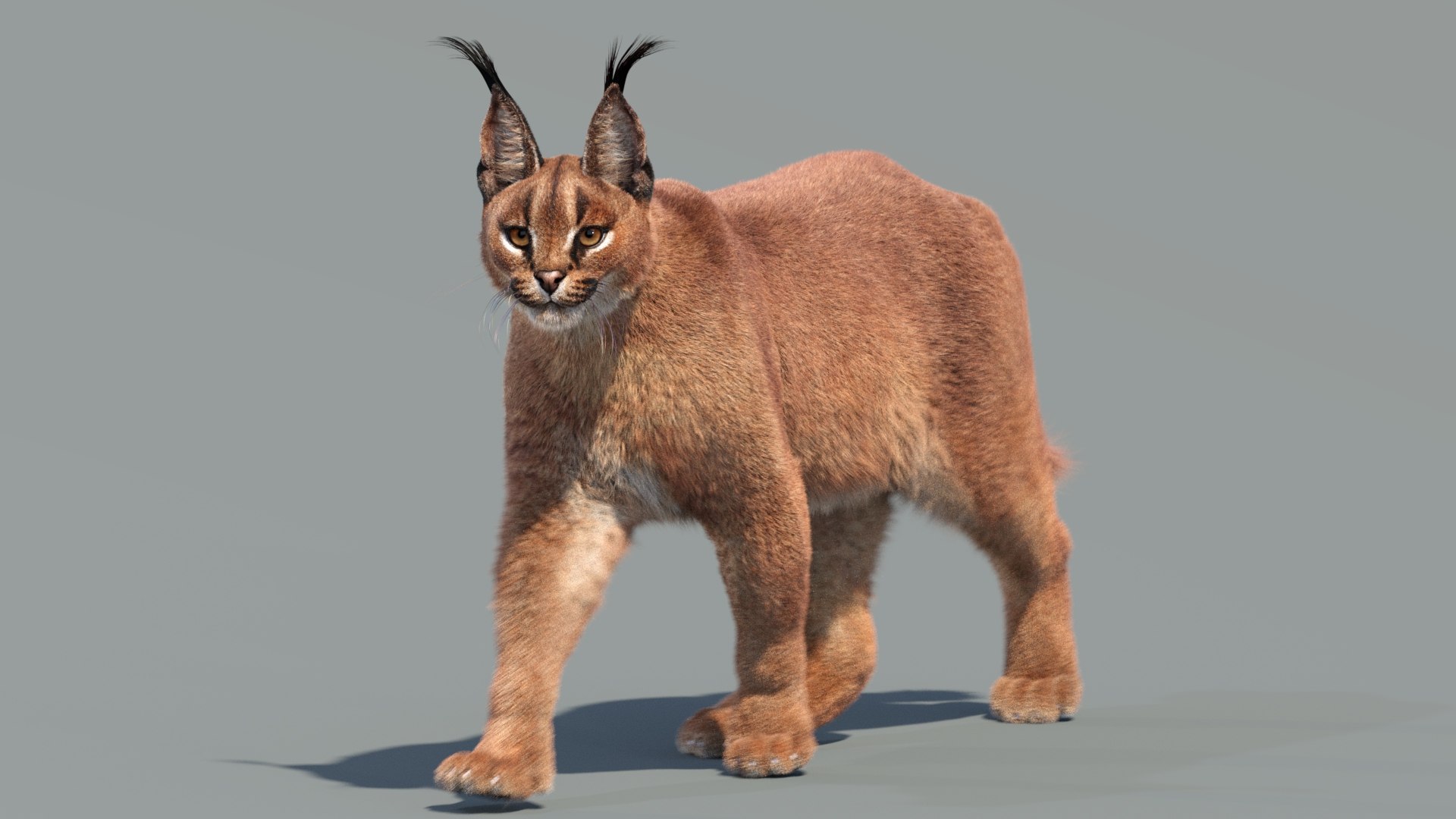 3D Animated Caracal Fur Model - TurboSquid 2329998
