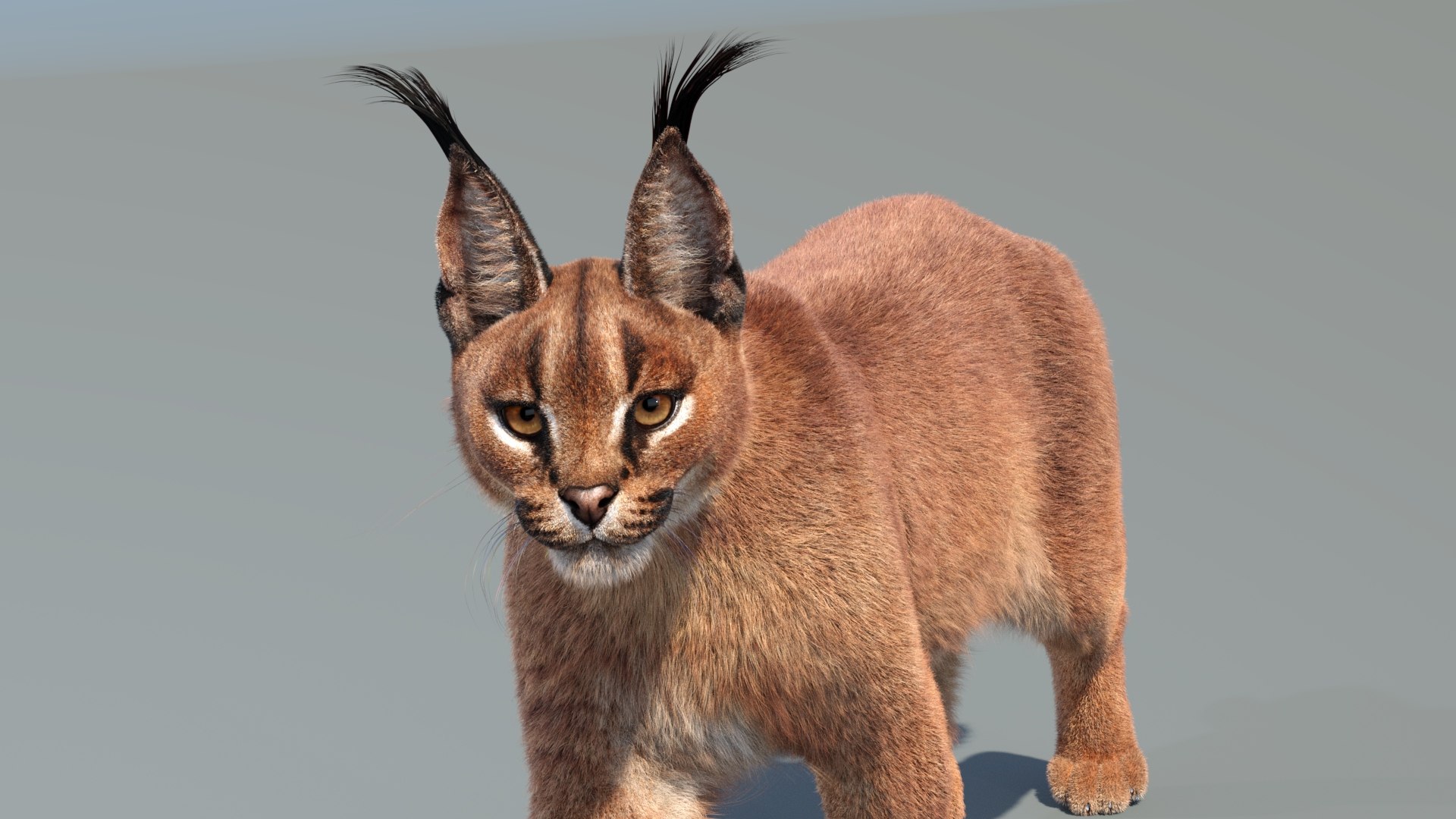 3D Animated Caracal Fur Model - TurboSquid 2329998