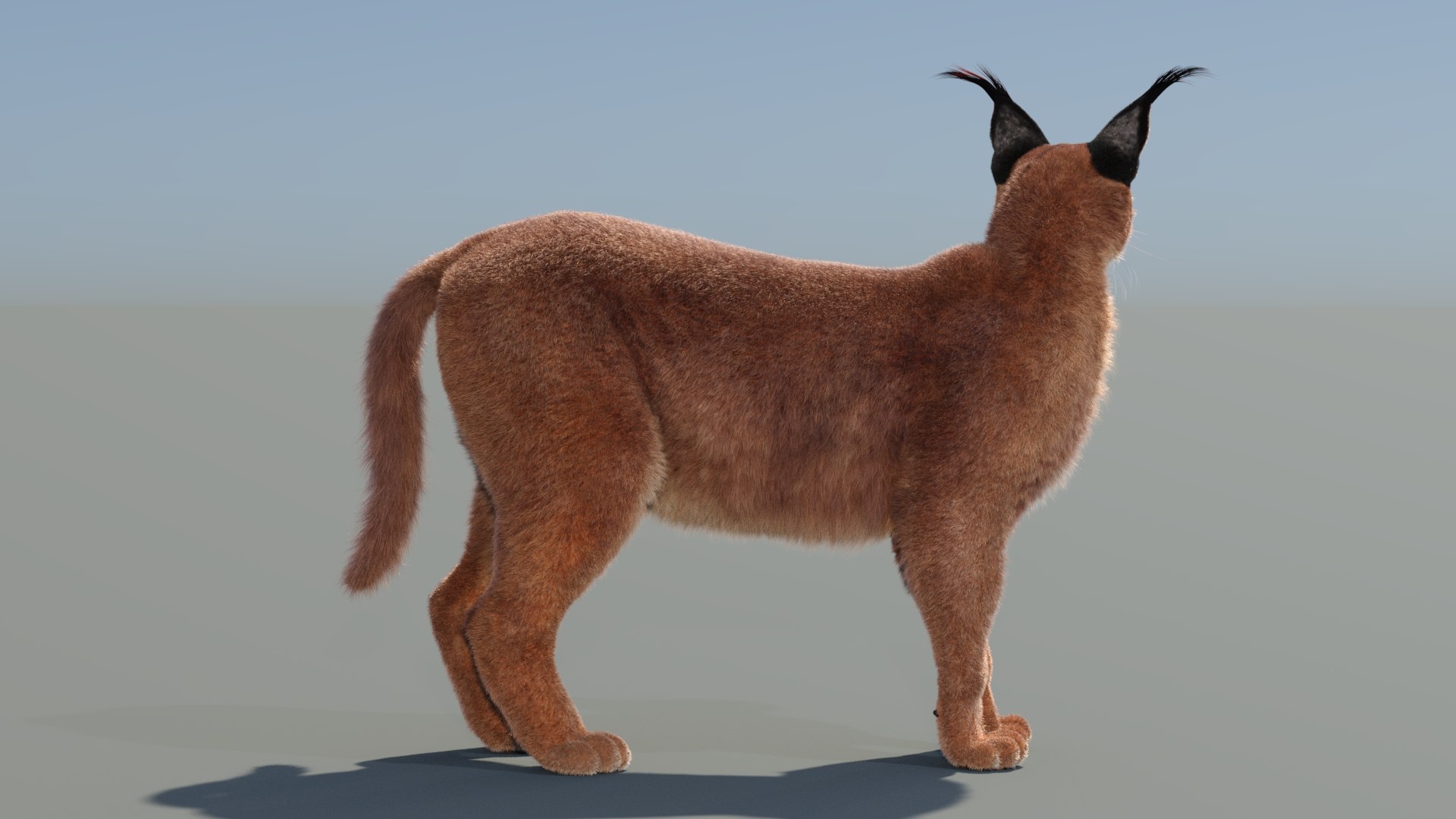 3D Animated Caracal Fur Model - TurboSquid 2329998