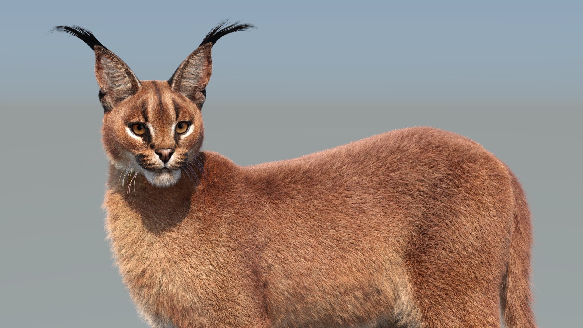 3D Animated Caracal Fur Model - TurboSquid 2329998