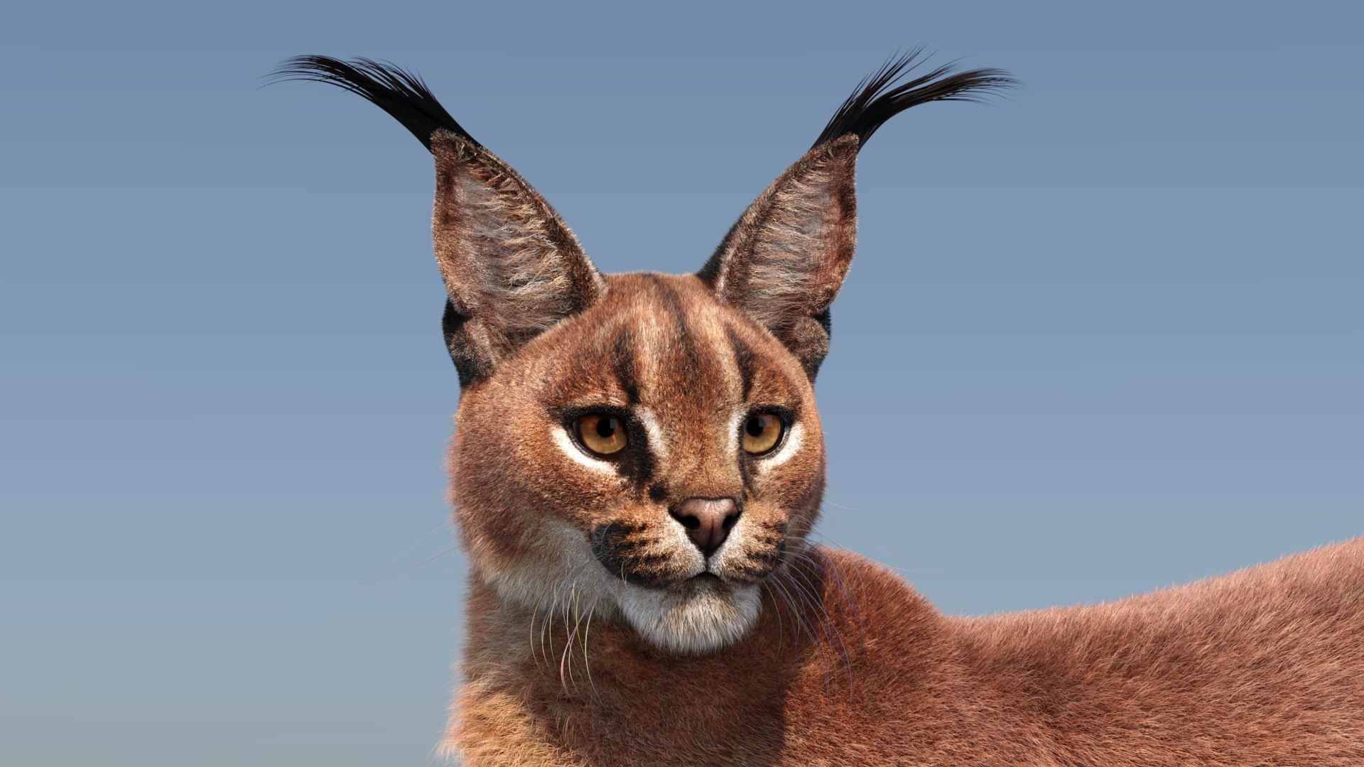 3D Animated Caracal Fur Model - TurboSquid 2329998