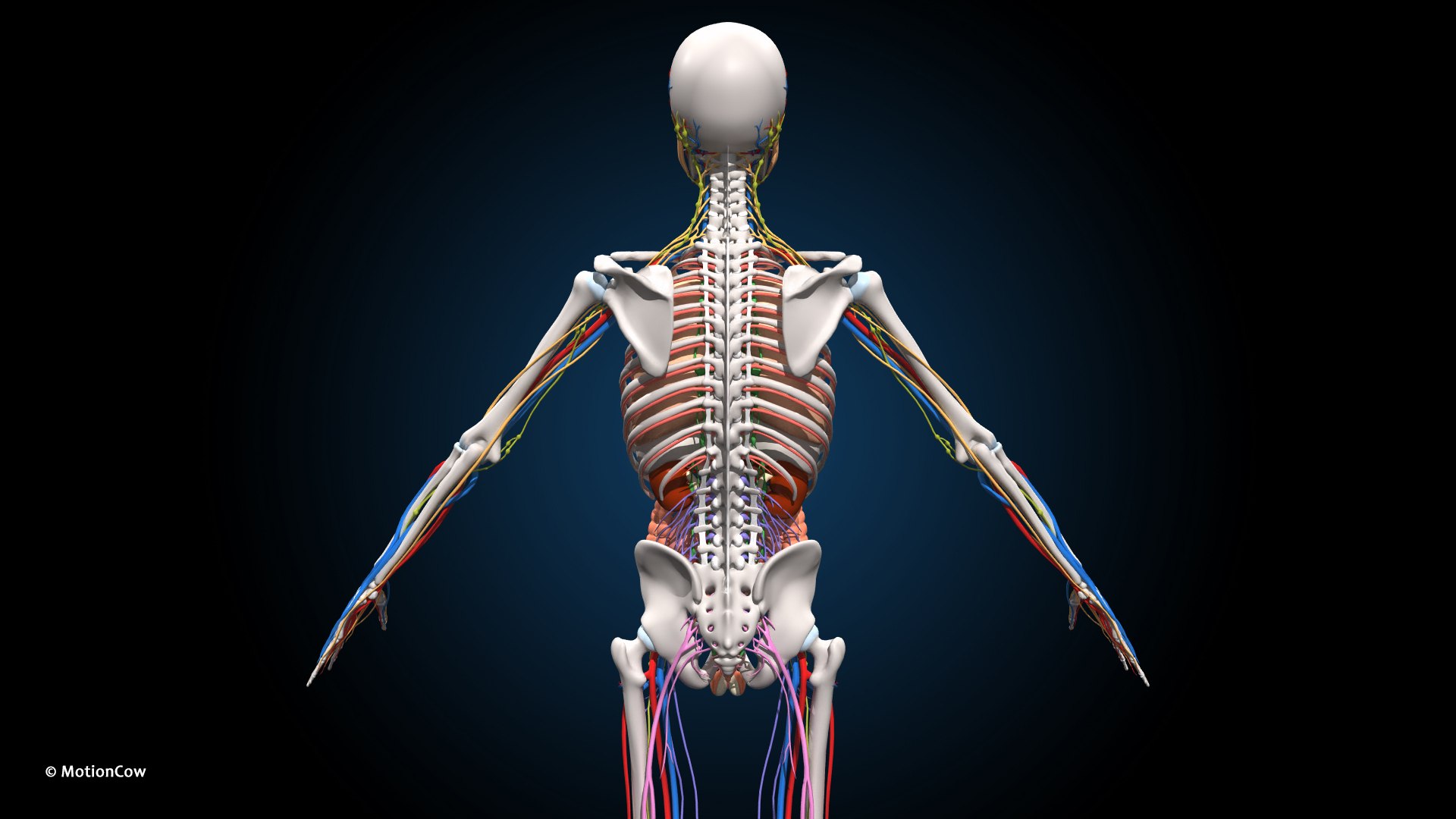 3D Ultimate Male Anatomy - Advanced Rig - TurboSquid 2055821
