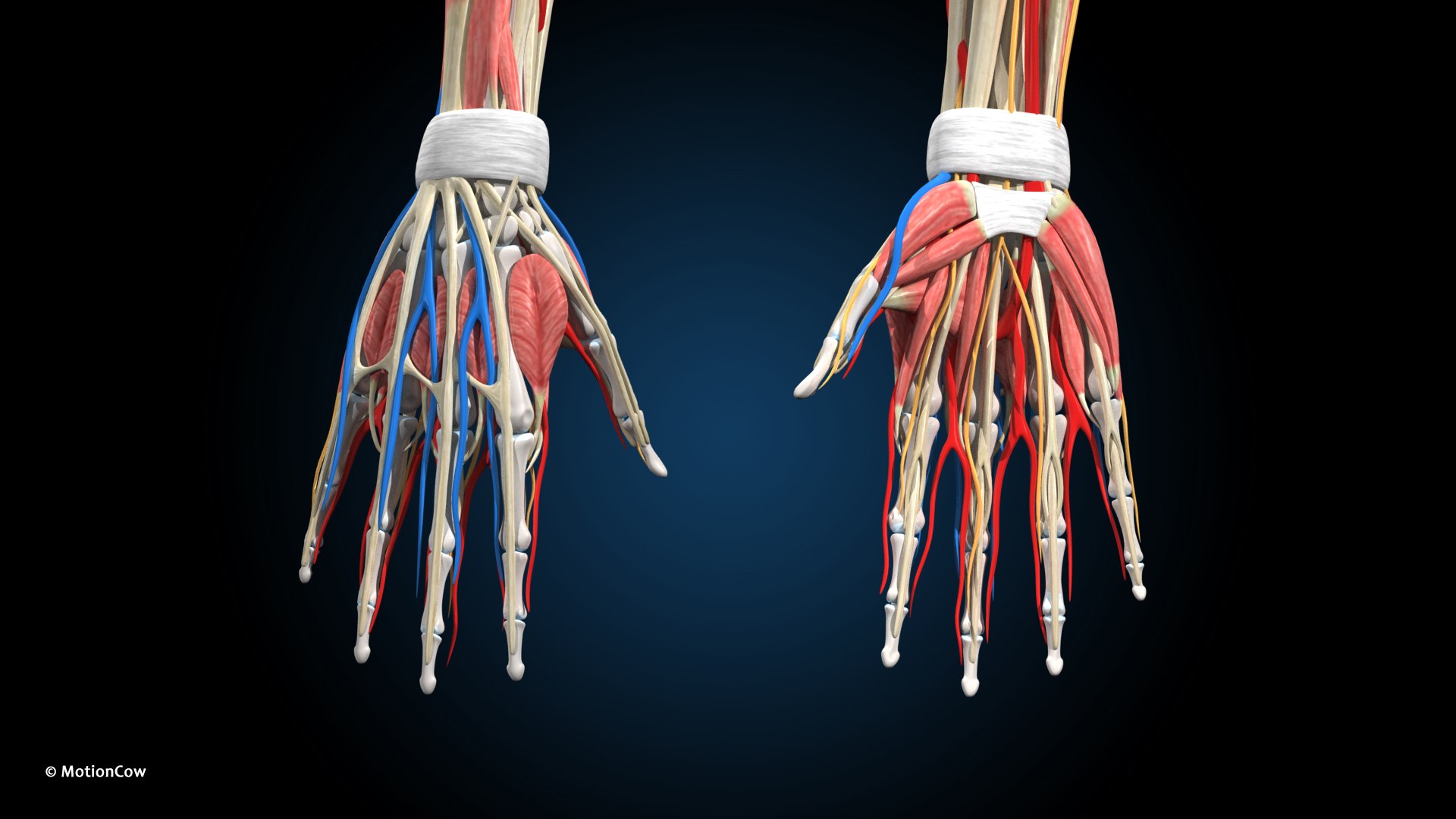 3D Ultimate Male Anatomy - Advanced Rig - TurboSquid 2055821