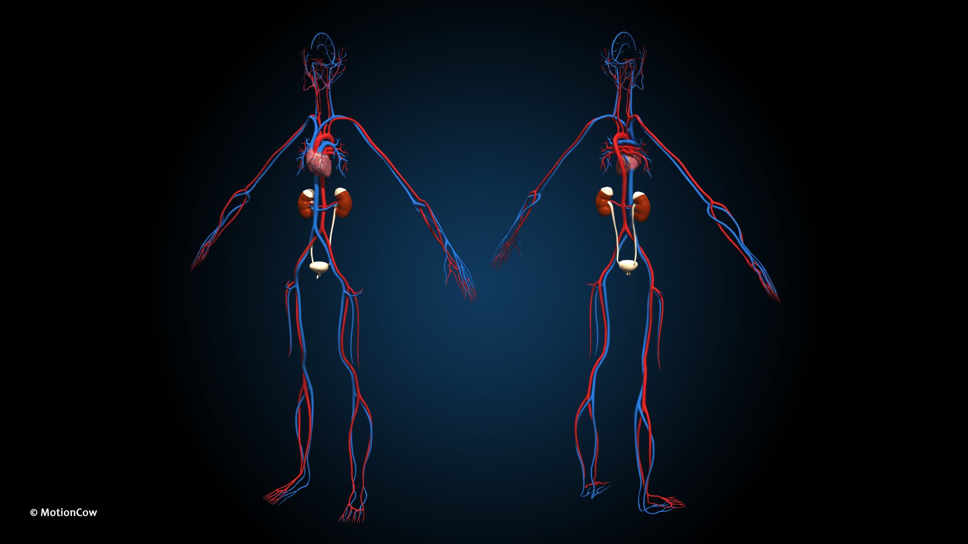 3D Ultimate Male Anatomy - Advanced Rig - TurboSquid 2055821