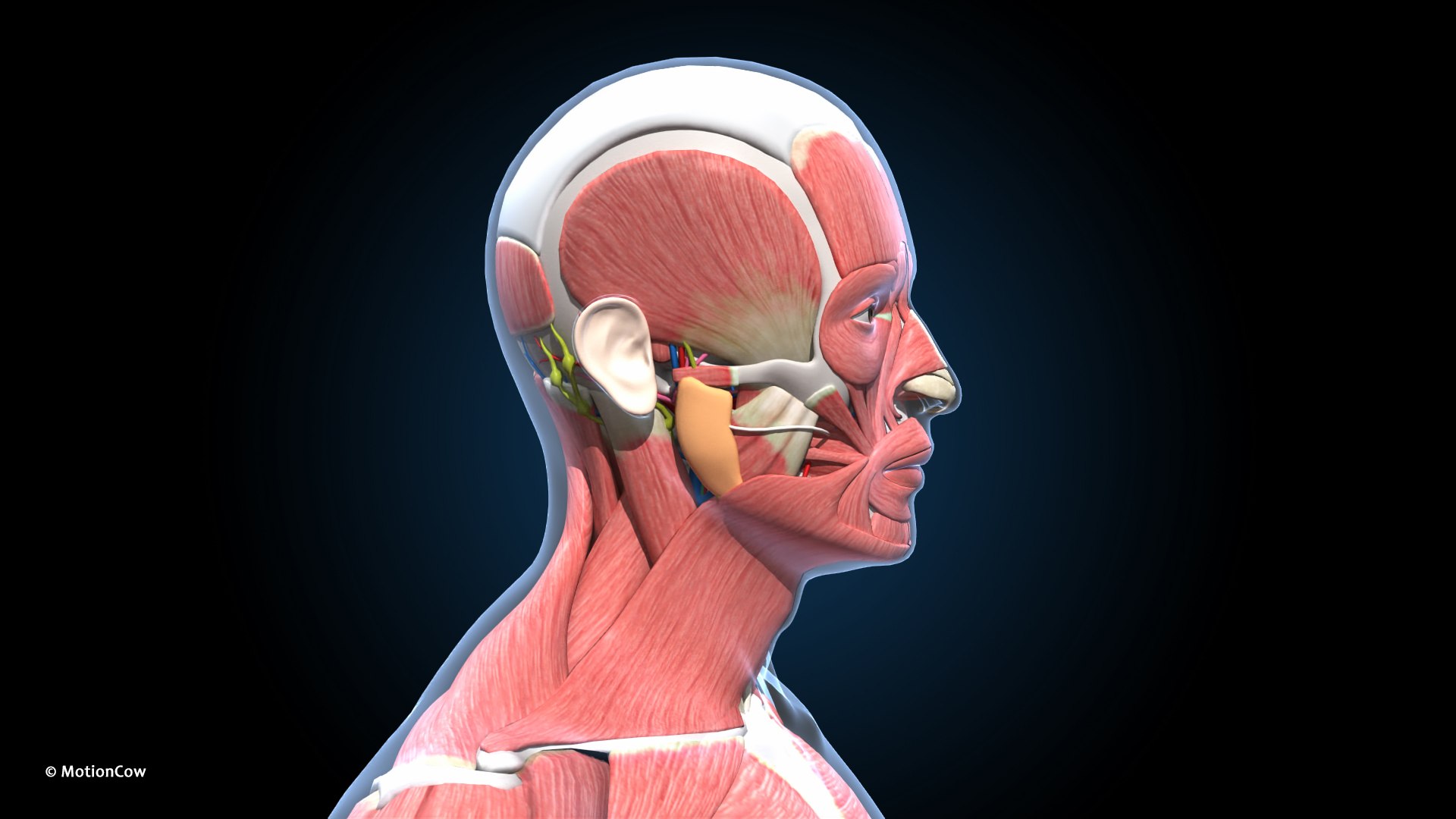 3D Ultimate Male Anatomy - Advanced Rig - TurboSquid 2055821