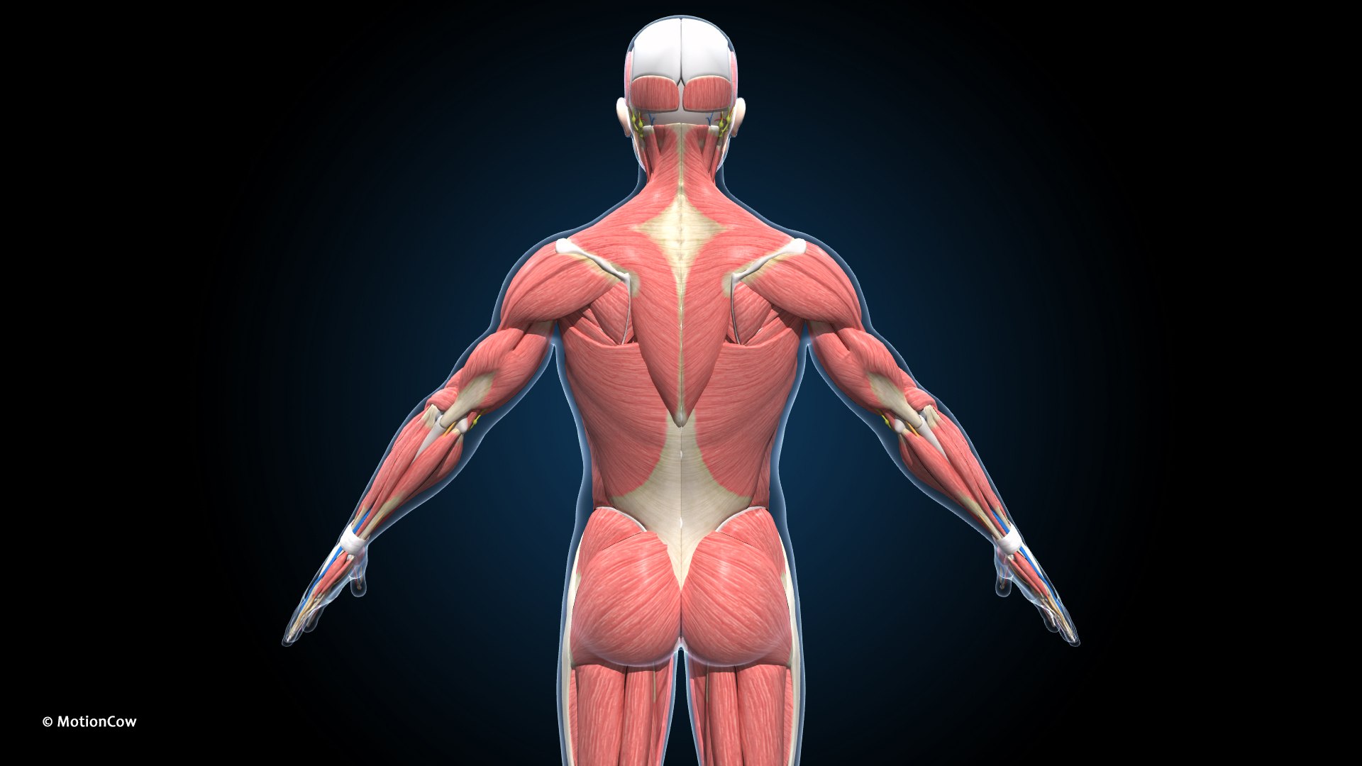 3D Ultimate Male Anatomy - Advanced Rig - TurboSquid 2055821