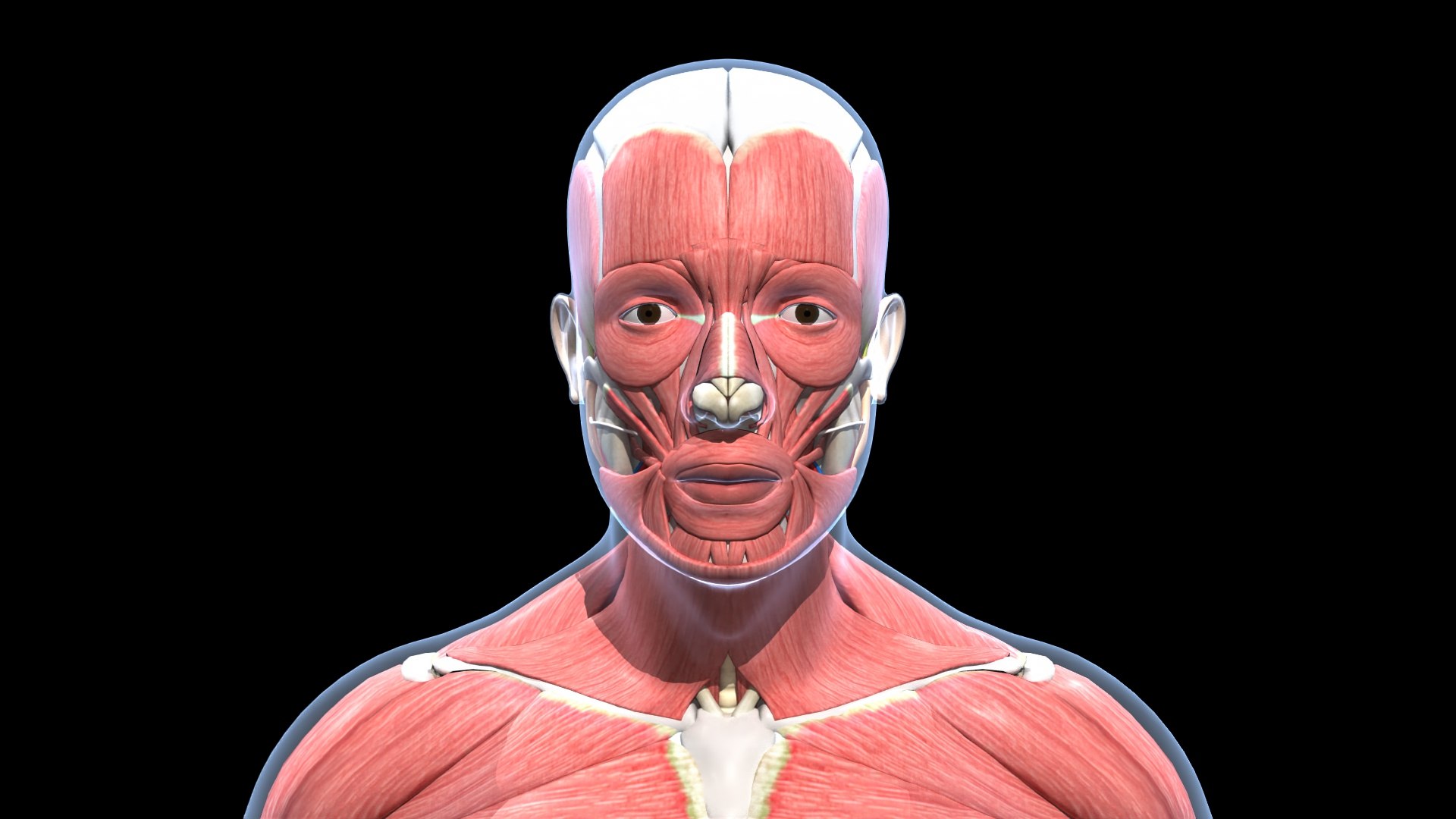 3D Ultimate Male Anatomy - Advanced Rig - TurboSquid 2055821