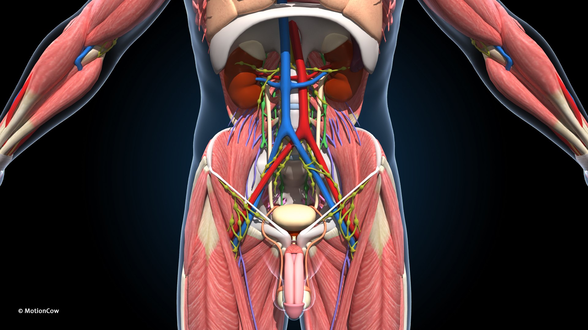 3D Ultimate Male Anatomy - Advanced Rig - TurboSquid 2055821