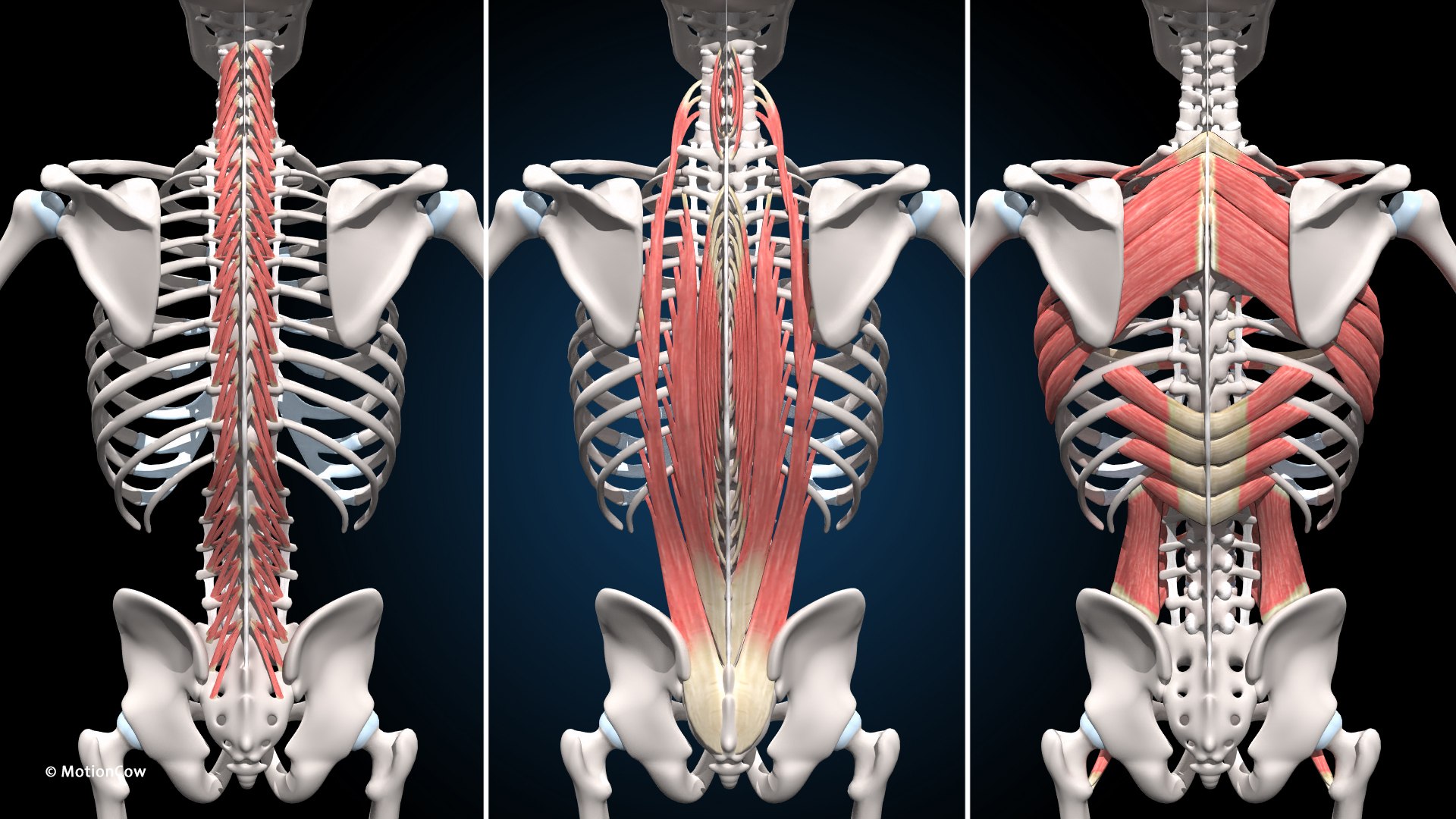 3D Ultimate Male Anatomy - Advanced Rig - TurboSquid 2055821