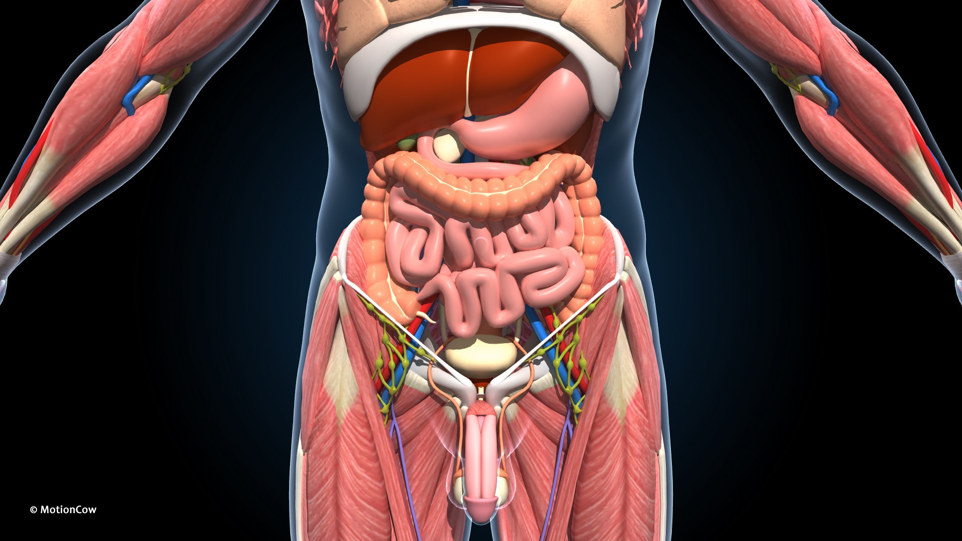 3D Ultimate Male Anatomy - Advanced Rig - TurboSquid 2055821