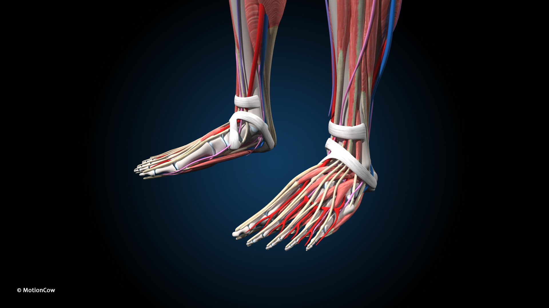 3D Ultimate Male Anatomy - Advanced Rig - TurboSquid 2055821