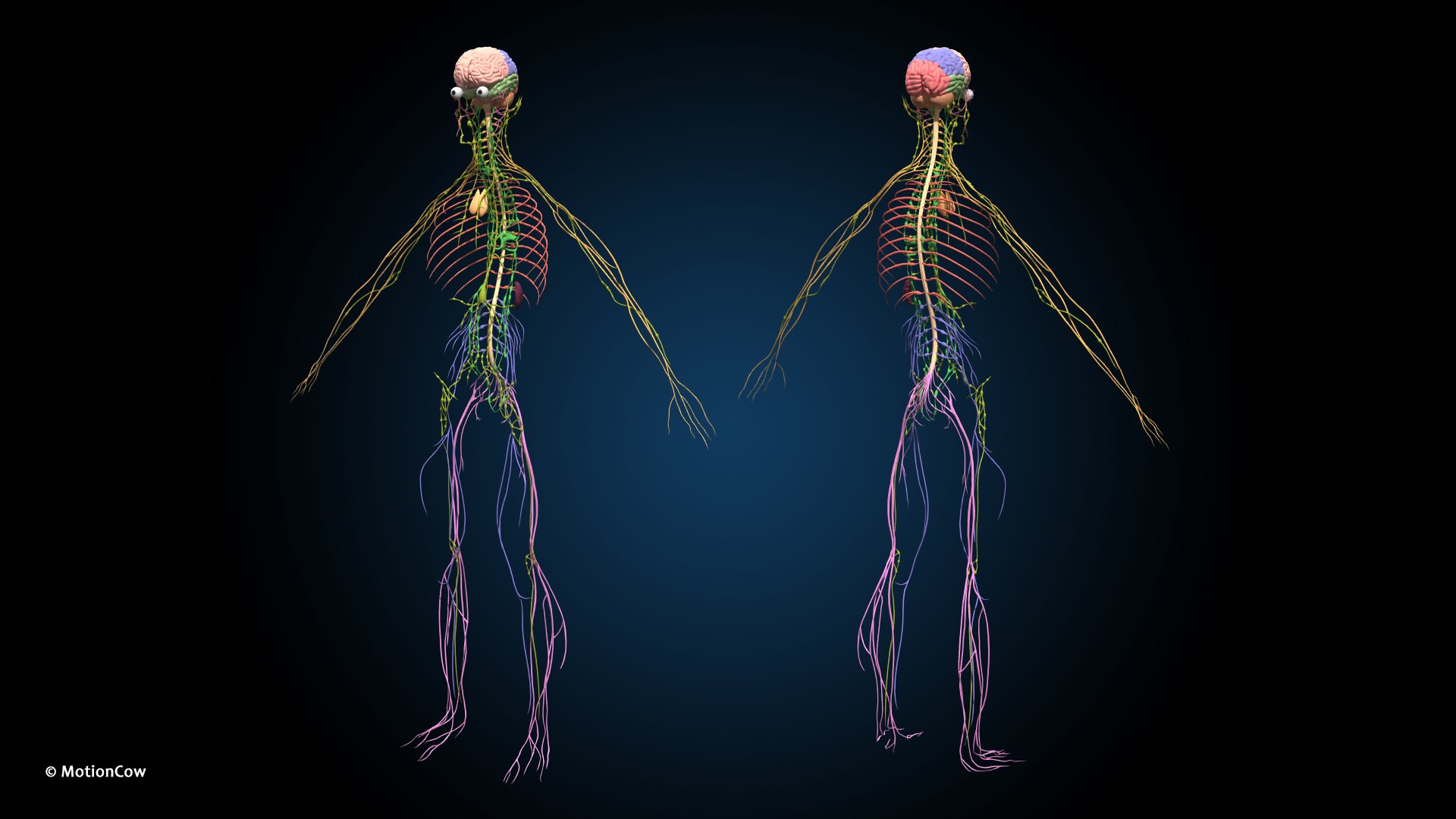 3D Ultimate Male Anatomy - Advanced Rig - TurboSquid 2055821