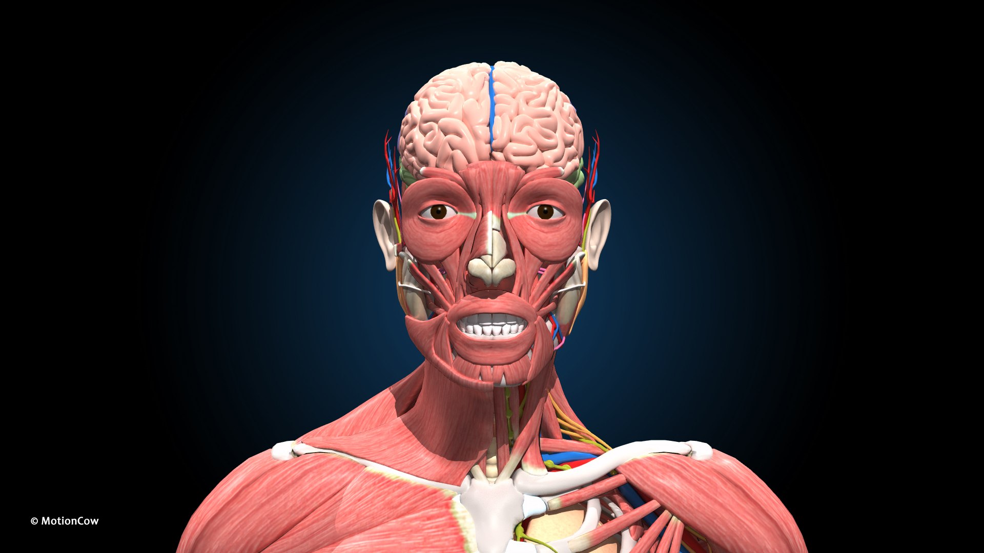 3D Ultimate Male Anatomy - Advanced Rig - TurboSquid 2055821