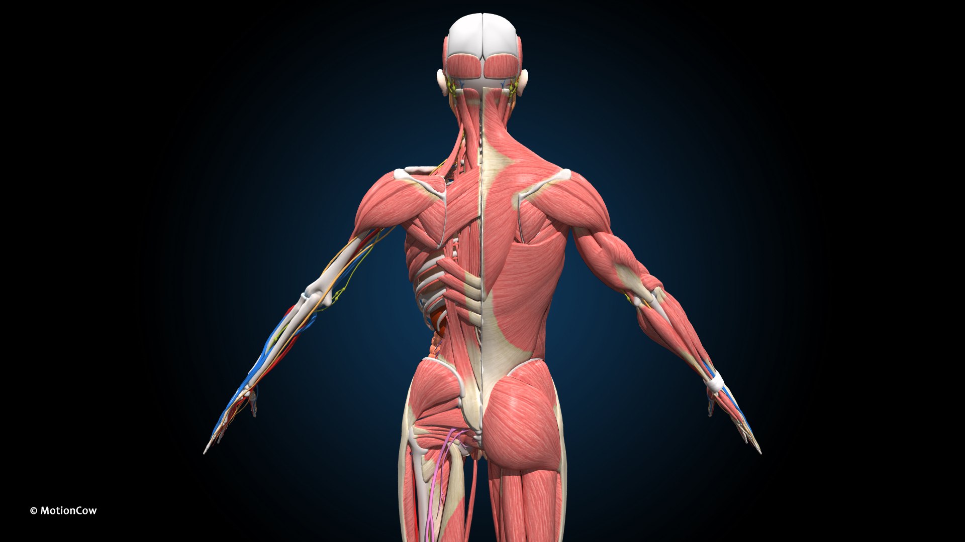 3D Ultimate Male Anatomy - Advanced Rig - TurboSquid 2055821