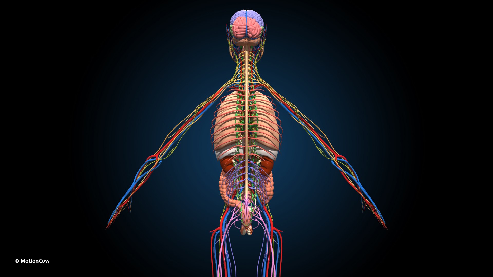 3D Ultimate Male Anatomy - Advanced Rig - TurboSquid 2055821