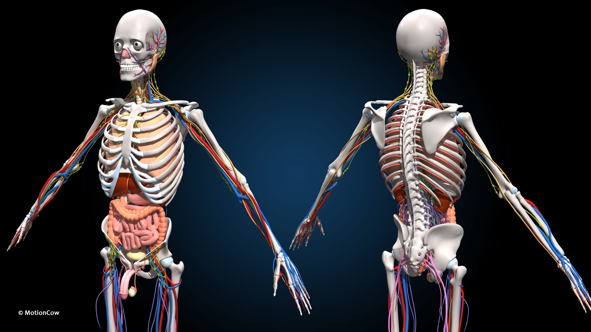 3D Ultimate Male Anatomy - Advanced Rig - TurboSquid 2055821