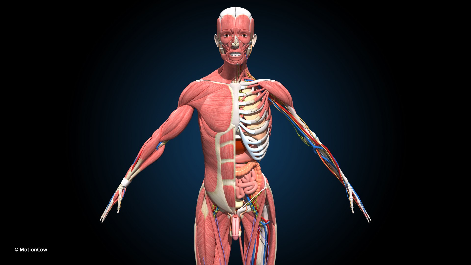 3D Ultimate Male Anatomy - Advanced Rig - TurboSquid 2055821