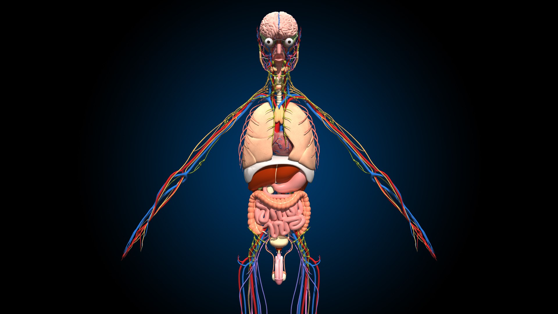 3D Ultimate Male Anatomy - Advanced Rig - TurboSquid 2055821