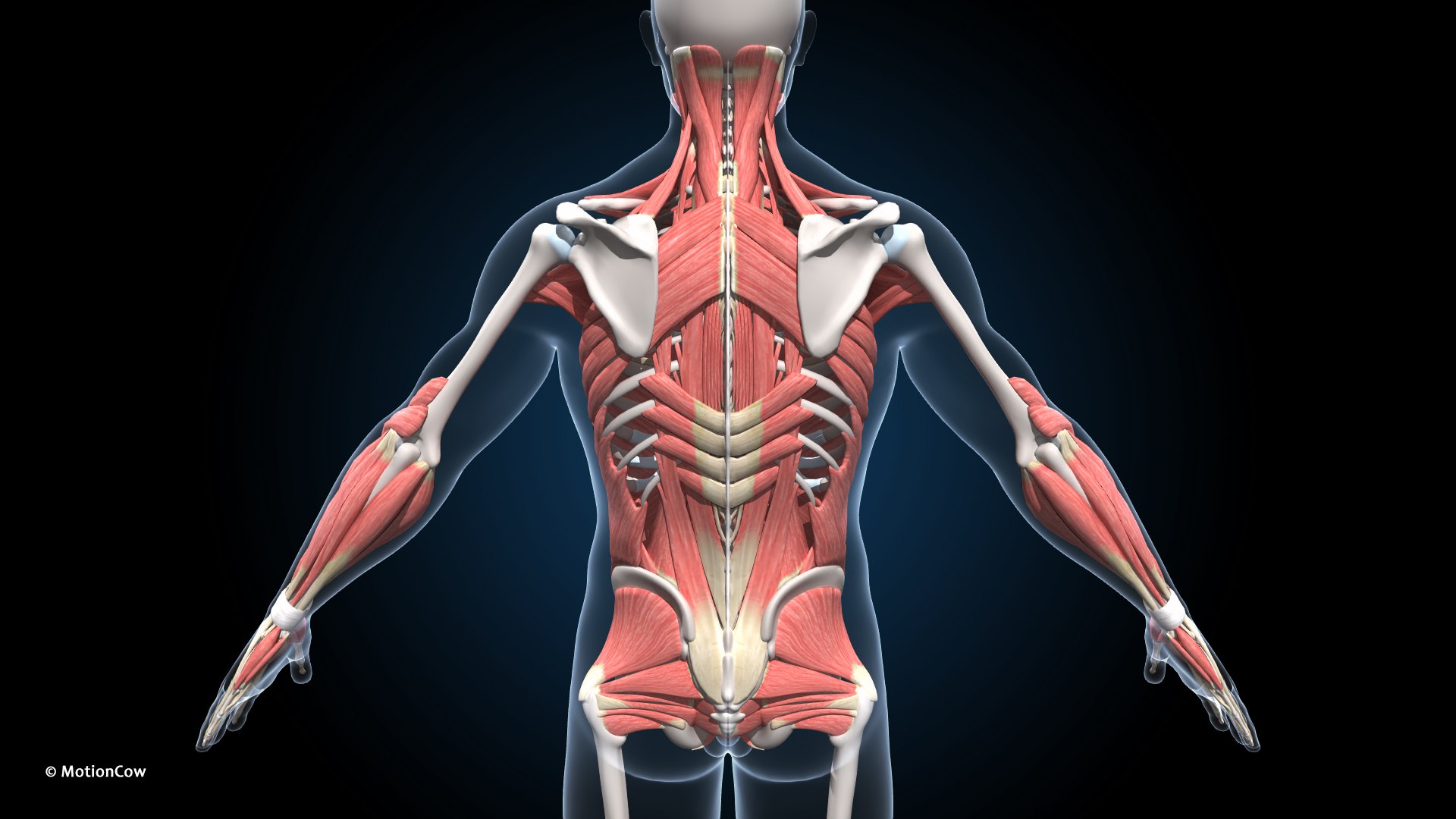 3D Ultimate Male Anatomy - Advanced Rig - TurboSquid 2055821