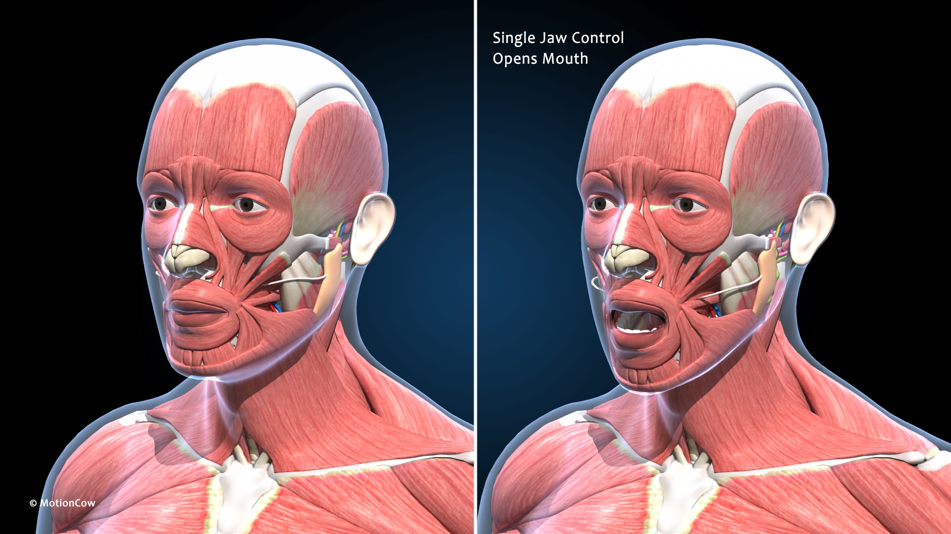 3D Ultimate Male Anatomy - Advanced Rig - TurboSquid 2055821