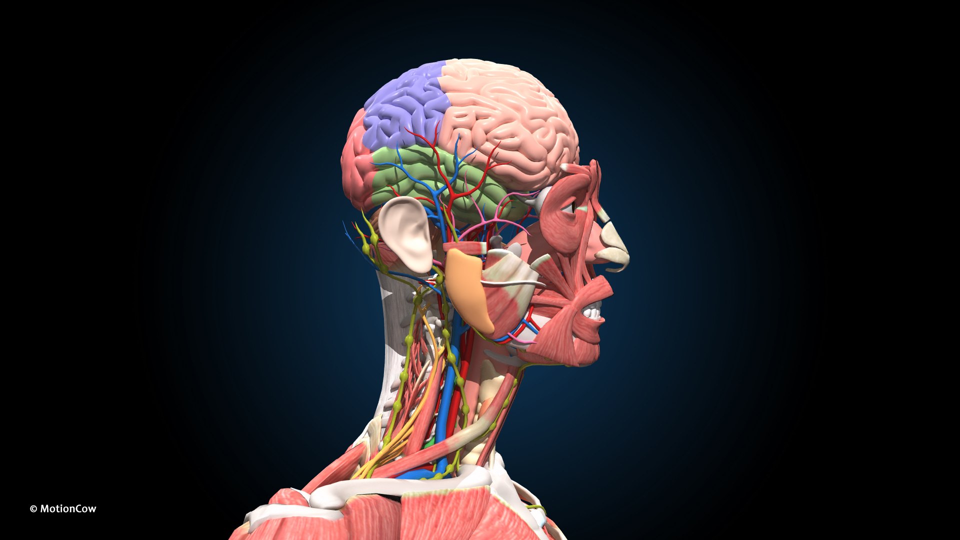 3D Ultimate Male Anatomy - Advanced Rig - TurboSquid 2055821