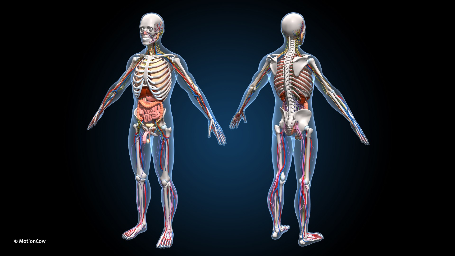 3D Ultimate Male Anatomy - Advanced Rig - TurboSquid 2055821