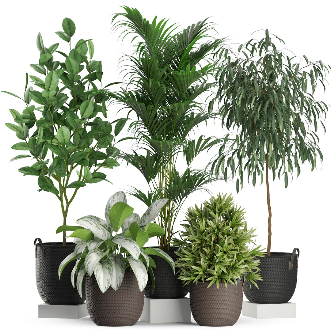 3D Model Plants Collection 465 - TurboSquid 1784566