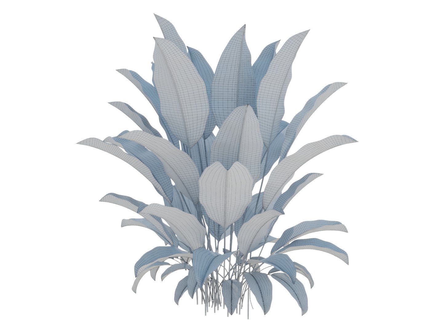 3D MARANTA CHARUTO CALATHEA LUTEA - TurboSquid 2211590