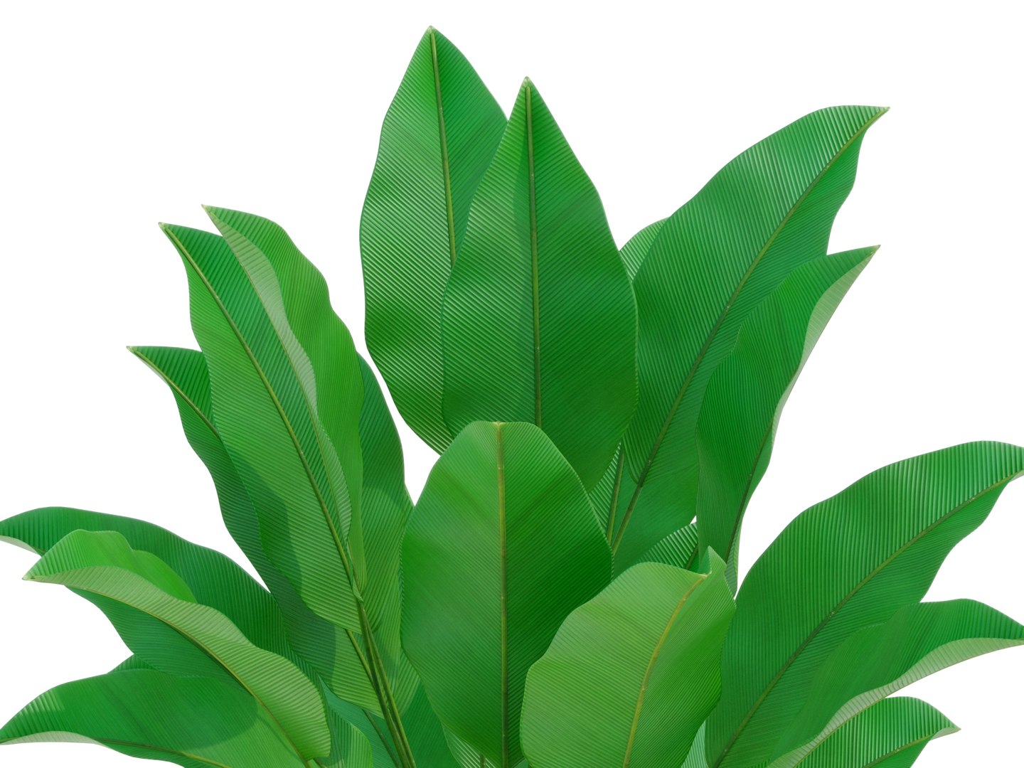 3D MARANTA CHARUTO CALATHEA LUTEA - TurboSquid 2211590