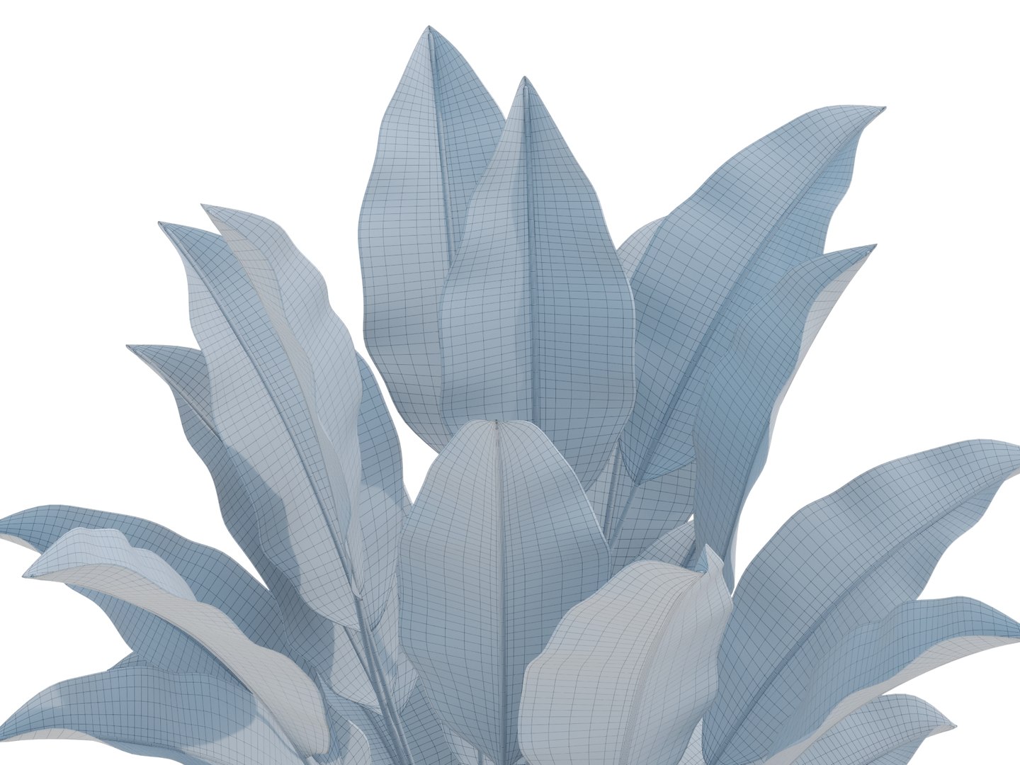 3D MARANTA CHARUTO CALATHEA LUTEA - TurboSquid 2211590