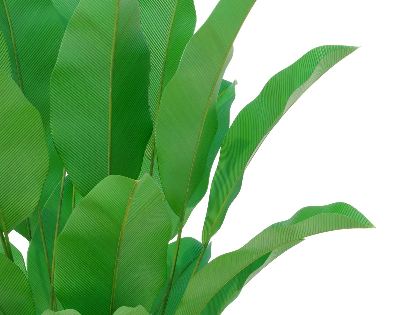 3D MARANTA CHARUTO CALATHEA LUTEA - TurboSquid 2211590