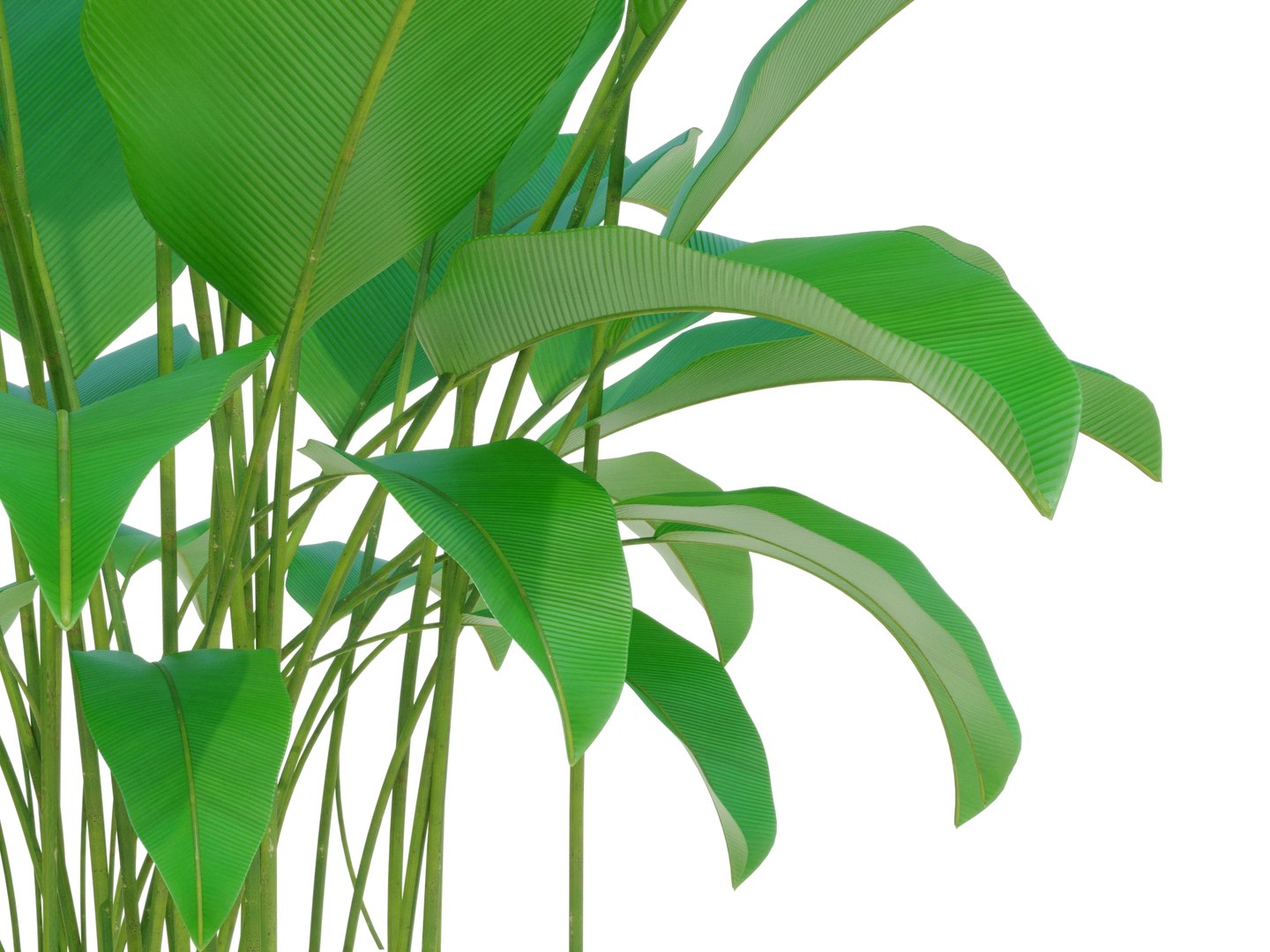 3D MARANTA CHARUTO CALATHEA LUTEA - TurboSquid 2211590