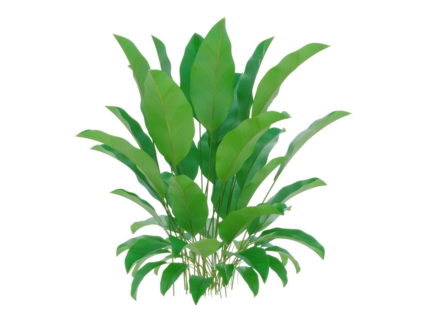 3D MARANTA CHARUTO CALATHEA LUTEA - TurboSquid 2211590
