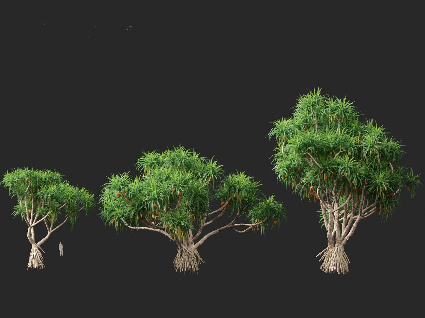 Pandanus Tectorius - Screw Pine 3D Model - TurboSquid 2144172