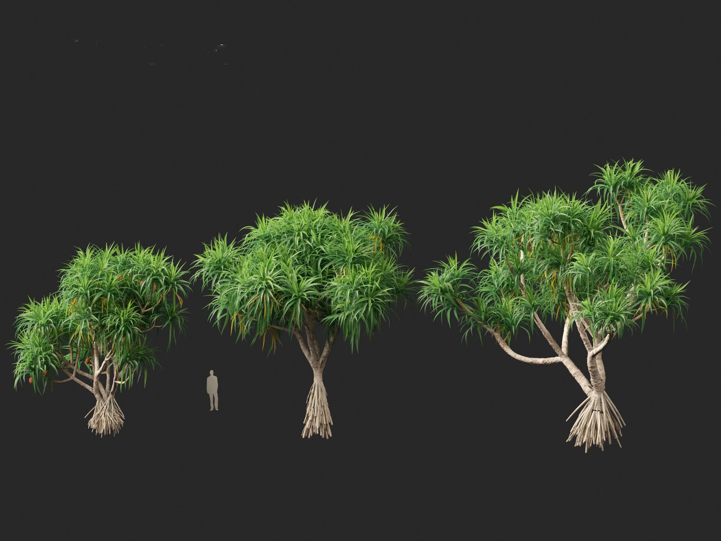 Pandanus Tectorius - Screw Pine 3D Model - TurboSquid 2144172