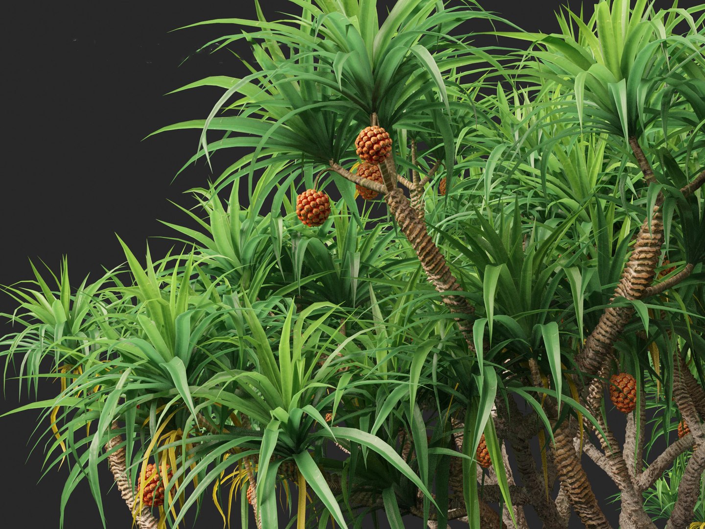 Pandanus Tectorius - Screw Pine 3D Model - TurboSquid 2144172