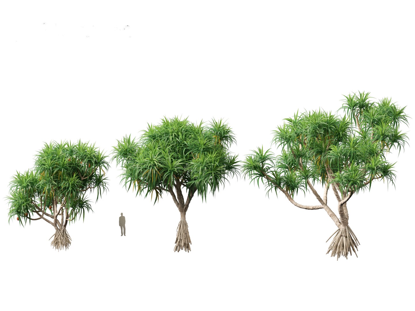 Pandanus Tectorius - Screw Pine 3D Model - TurboSquid 2144172