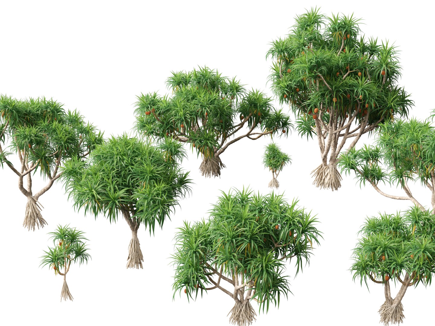 Pandanus Tectorius - Screw Pine 3D Model - TurboSquid 2144172