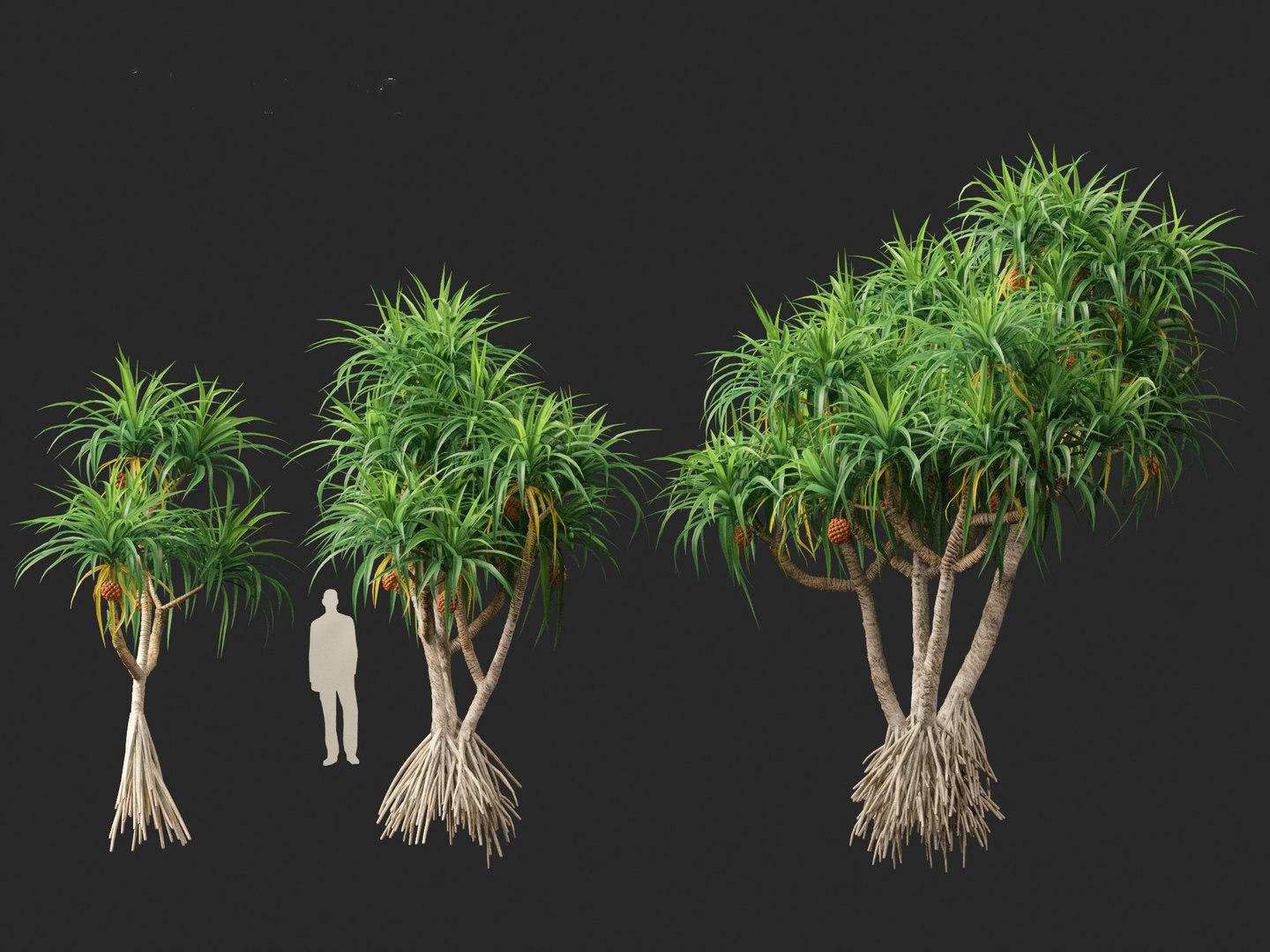 Pandanus Tectorius - Screw Pine 3D Model - TurboSquid 2144172