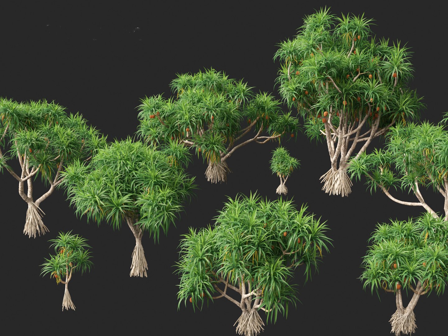 Pandanus Tectorius - Screw Pine 3D Model - TurboSquid 2144172