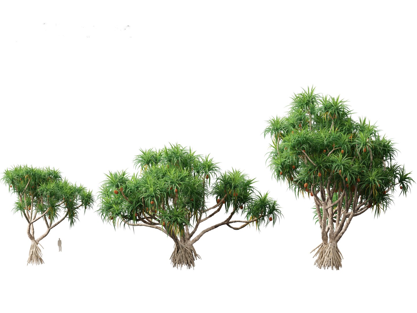 Pandanus Tectorius - Screw Pine 3D Model - TurboSquid 2144172