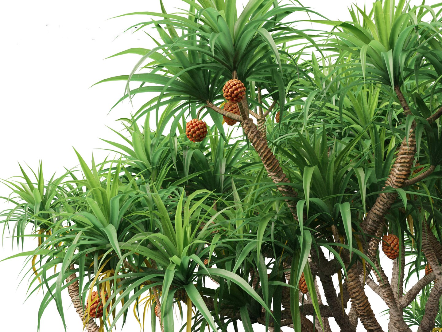 Pandanus Tectorius - Screw Pine 3D Model - TurboSquid 2144172