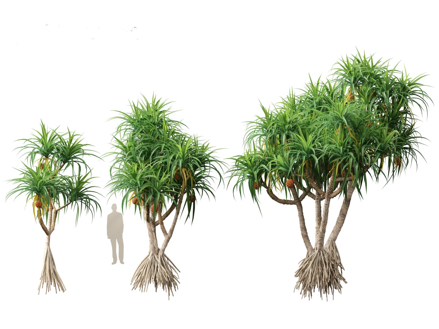 Pandanus Tectorius - Screw Pine 3D Model - TurboSquid 2144172